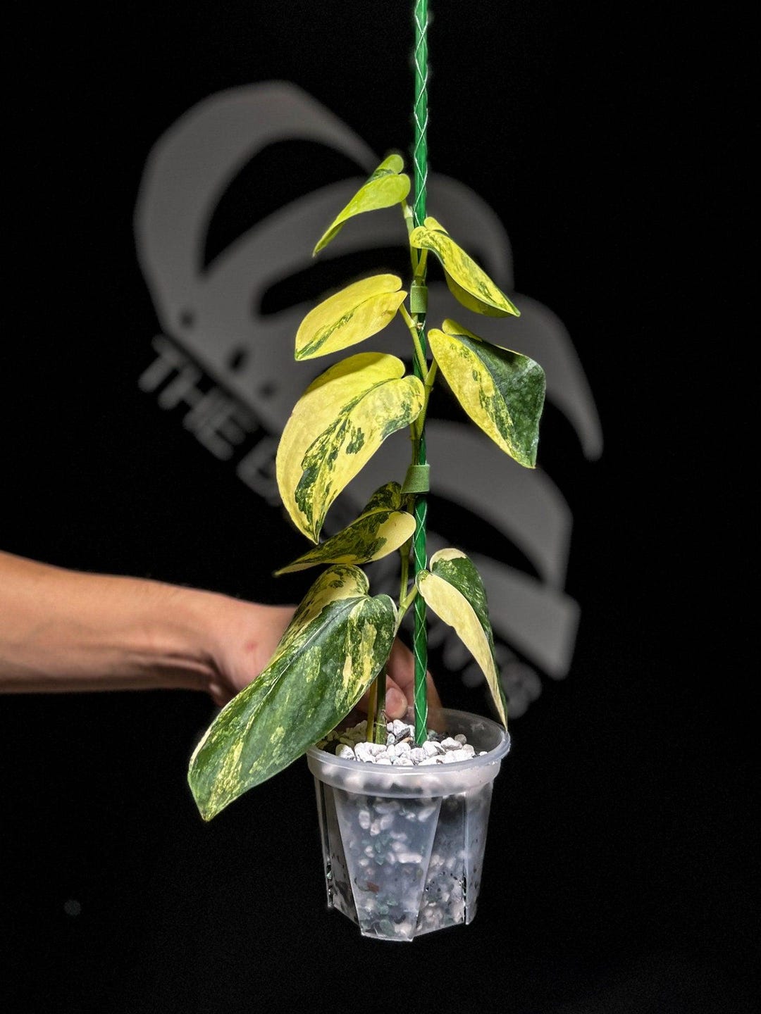 US Seller Scindapsus Jade Satin Variegated - Etsy