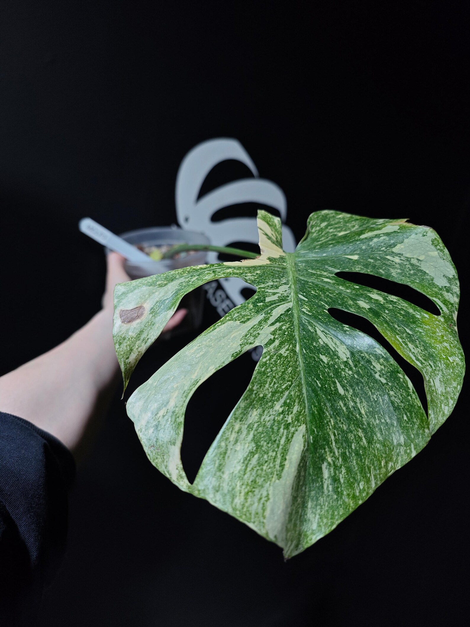 US Seller Monstera Legacy - Etsy