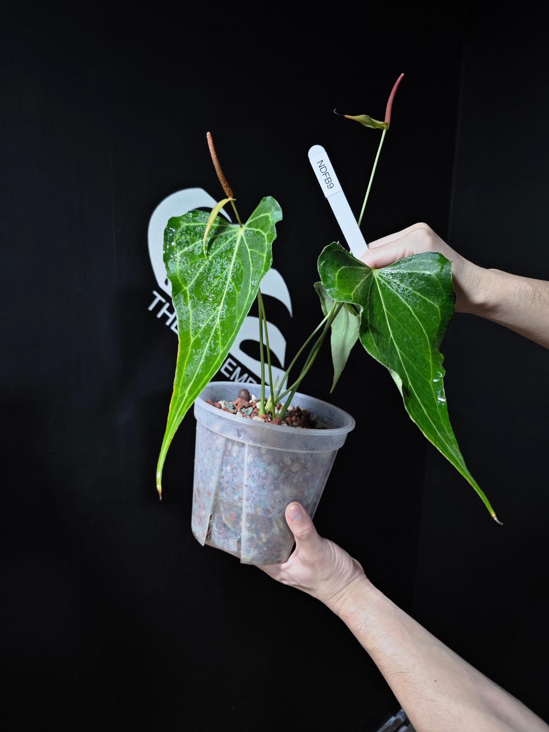 US Seller Anthurium Delta Force - Etsy