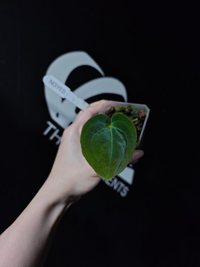 Anthurium Papilliaminum Variegated X Papilliaminum Guna Yala Seeding - Etsy