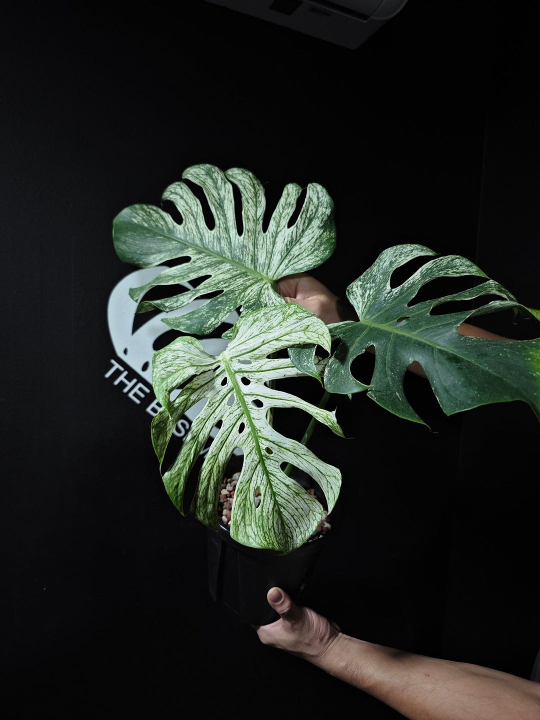 US Seller Monstera Devil Monster - Etsy