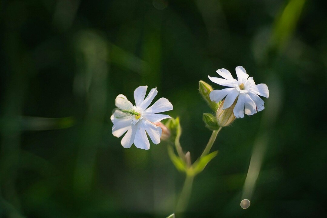 10 Xhosa African Dream Root Seeds (silene Capensis) - Etsy
