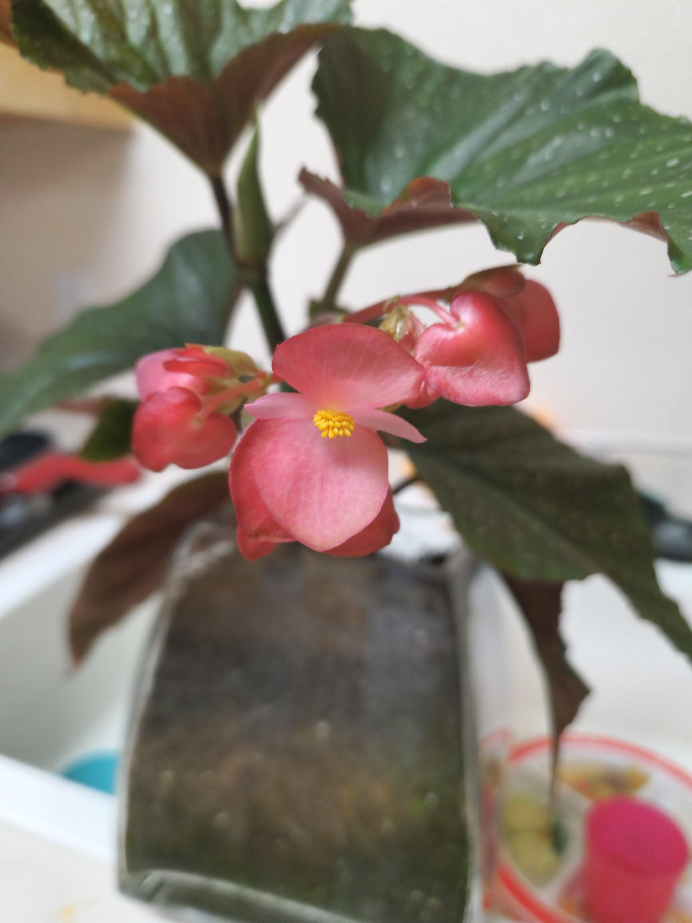 Angel Wing Begonia live Plant begonia Coccinea - Etsy