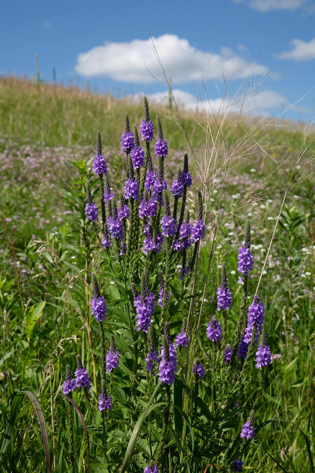 200 Blue Vervain Seeds (verbena Hastata) - Etsy