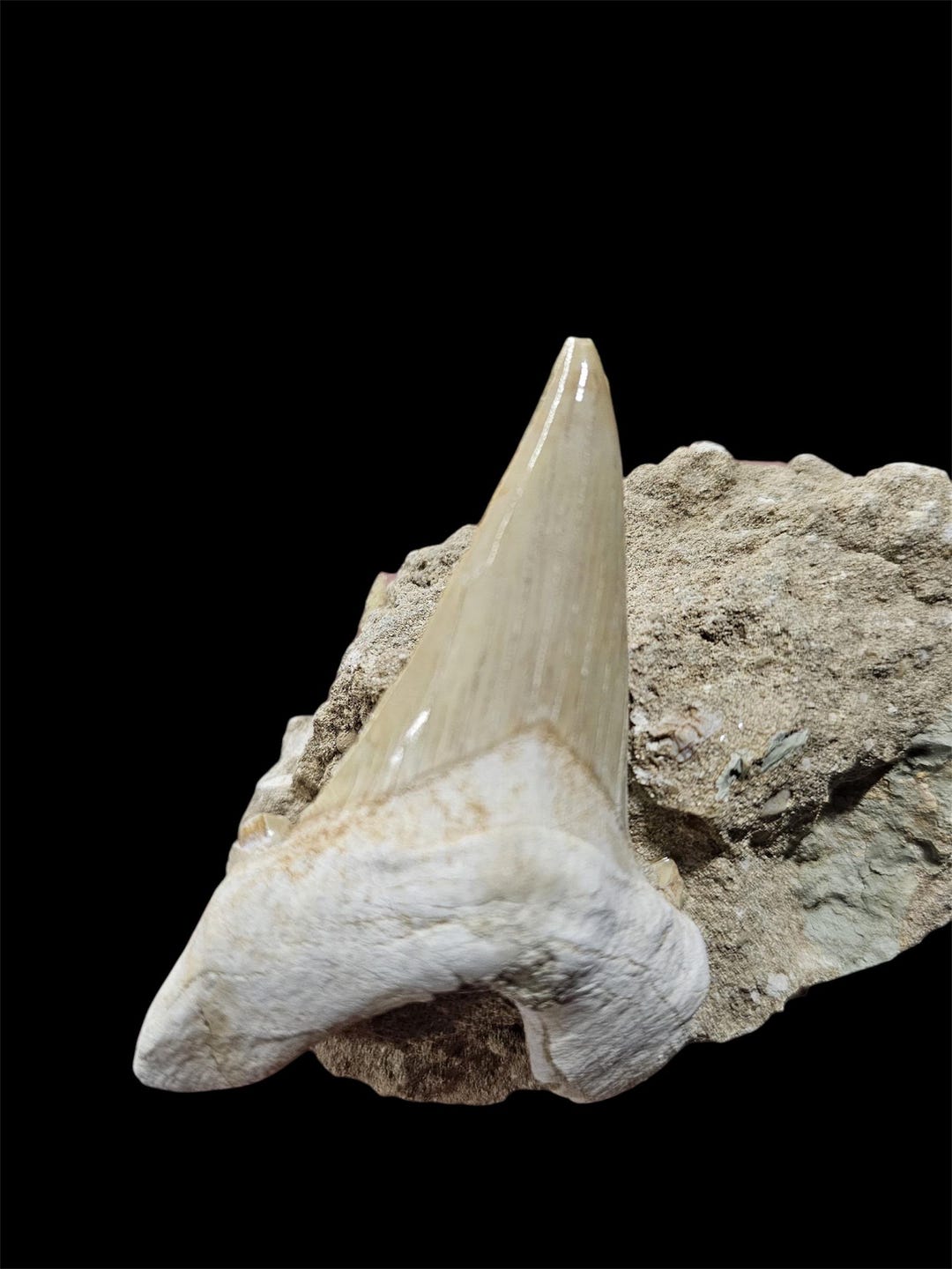 Moroccan 5 Piece of Shark Tooth Fossils– Rare & One-of-a-kind ...