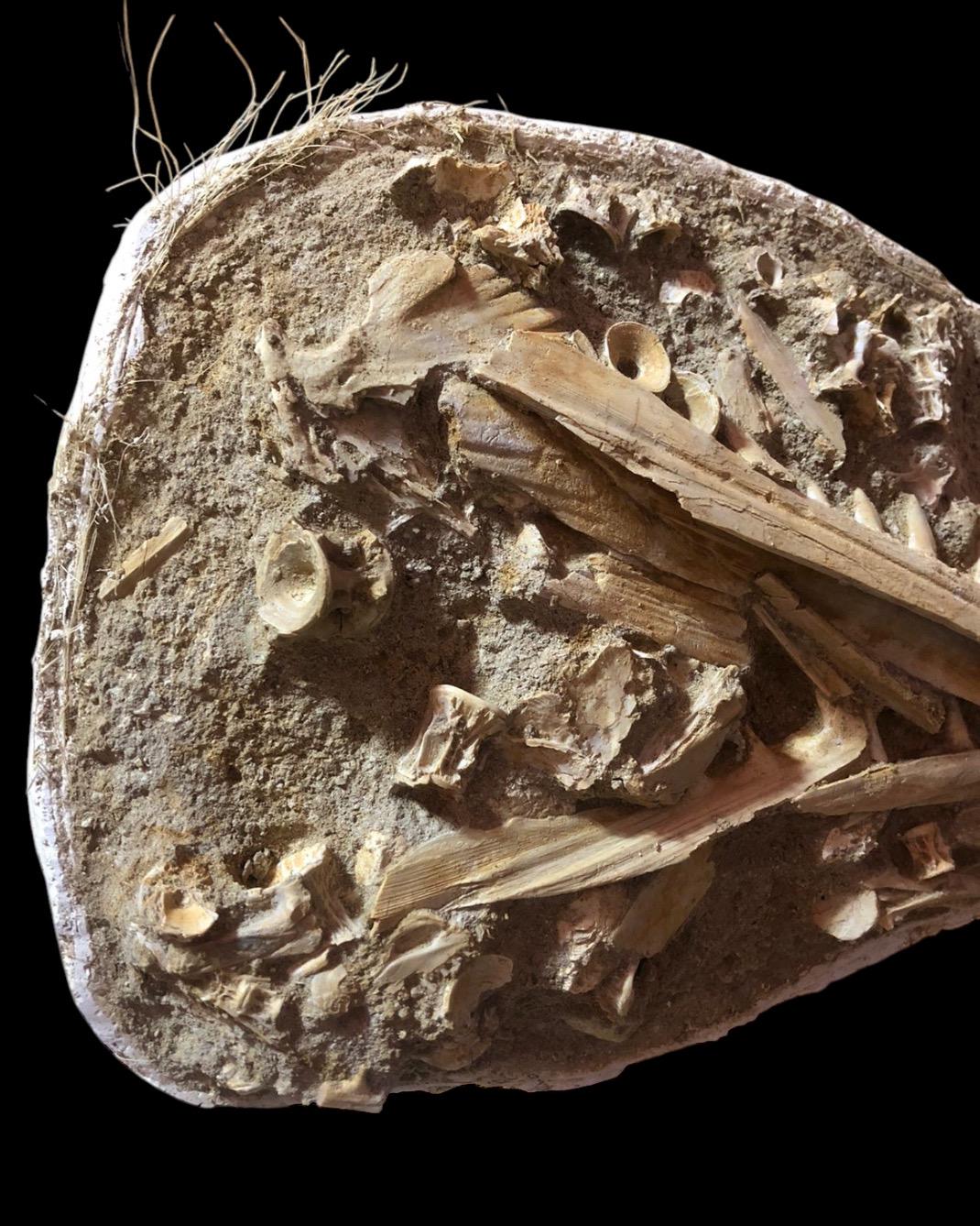 Rare 13-inch Enchodus Libycus Fossil Fish Skull – Cretaceous Era - Etsy