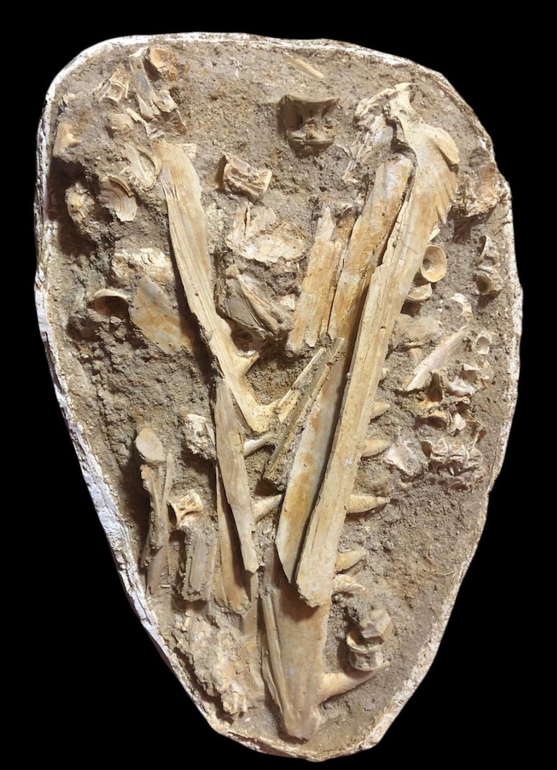 Rare 13-inch Enchodus Libycus Fossil Fish Skull – Cretaceous Era - Etsy