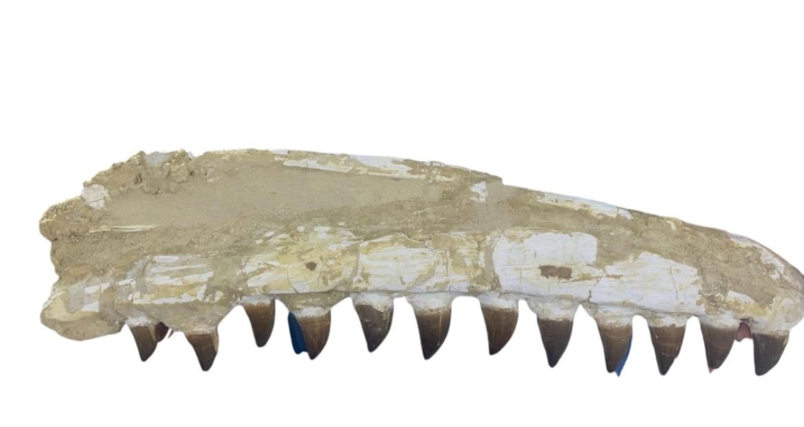 Authentic Fossilized Mosasaur Jaw With Teeth A Prehistoric Masterpiece ...