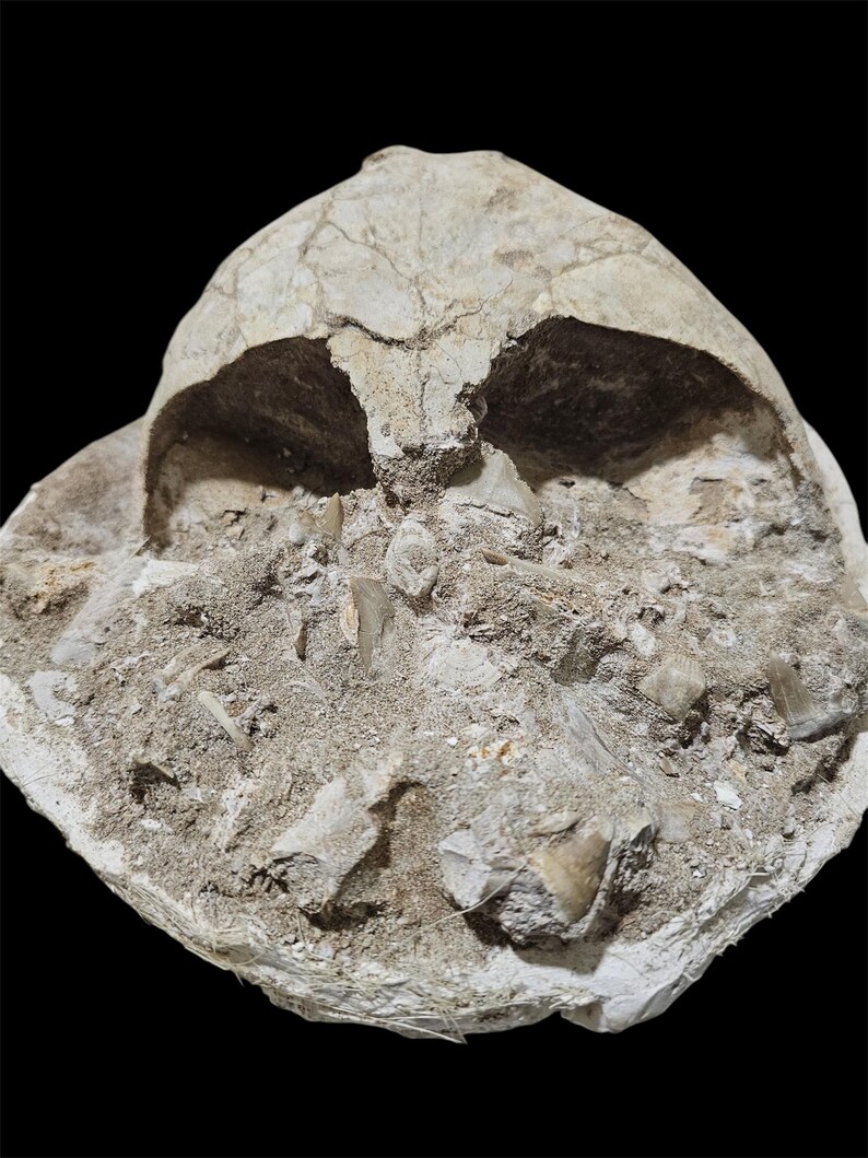 Rare Fossilized Turtle Natural Specimen – Authentic Prehistoric ...