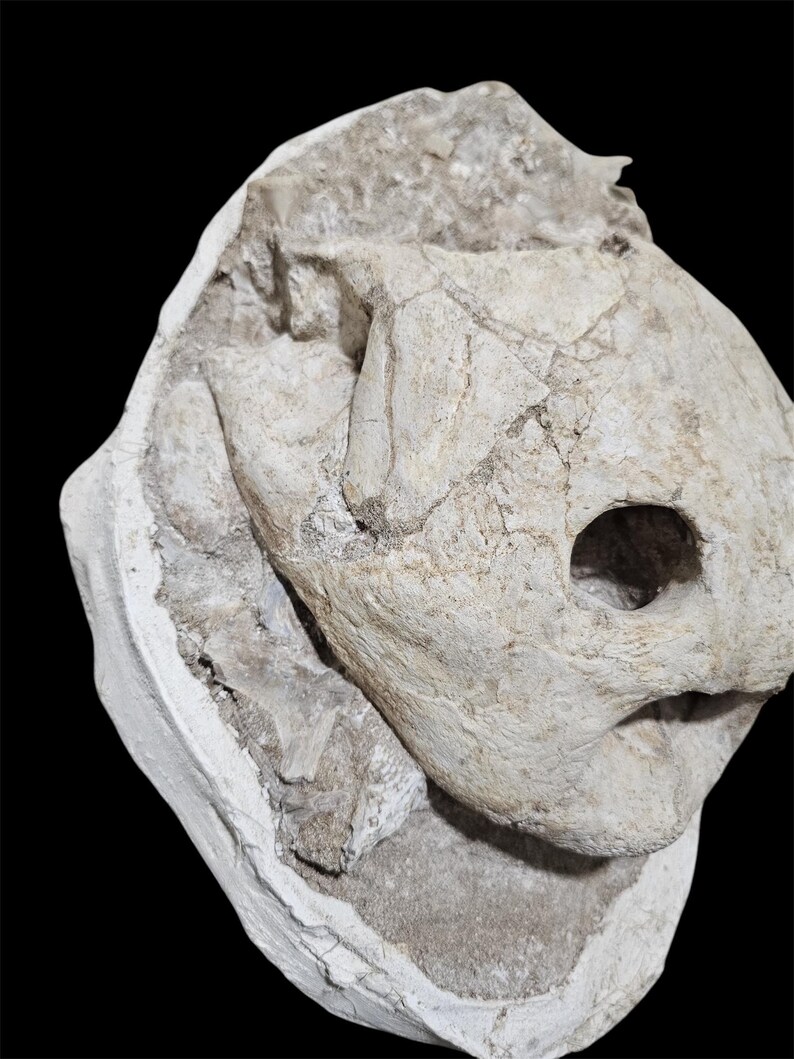 Rare Fossilized Turtle Natural Specimen – Authentic Prehistoric ...