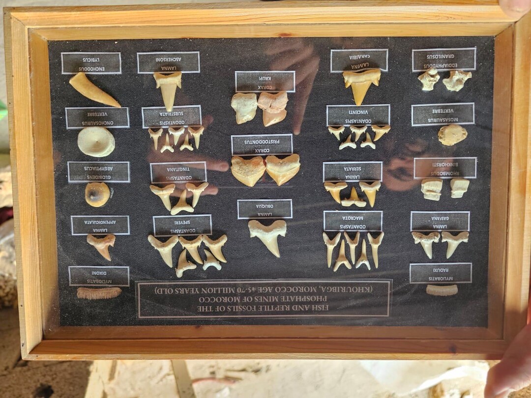 Prehistoric Predator Showcase: Fossil Teeth From the Ancient Oceans ...