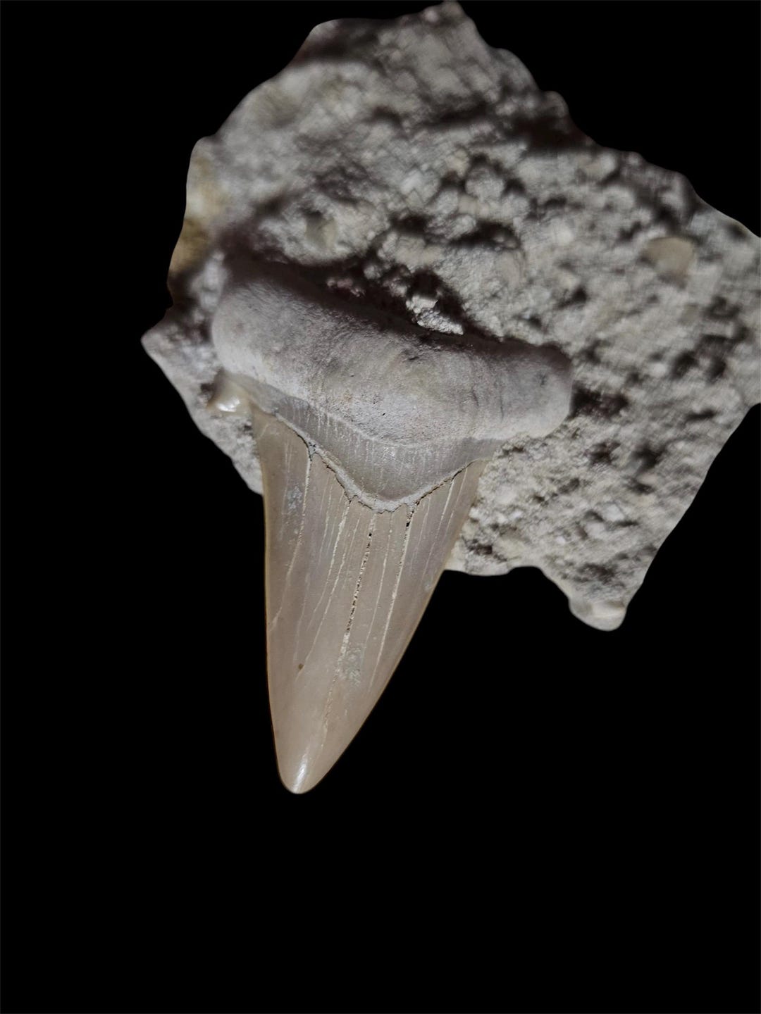 Rare Moroccan Otodus Shark Tooth , Buy 2 Get 1 FREE , Fossil | One-of-a ...