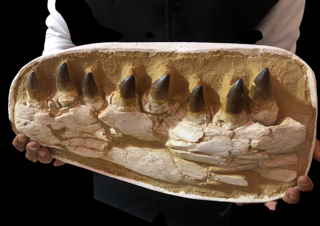 Stunning 70-million-year-old Mosasaur Jaw Fossil – Prehistoric Marine Predator,from Morocco - Etsy