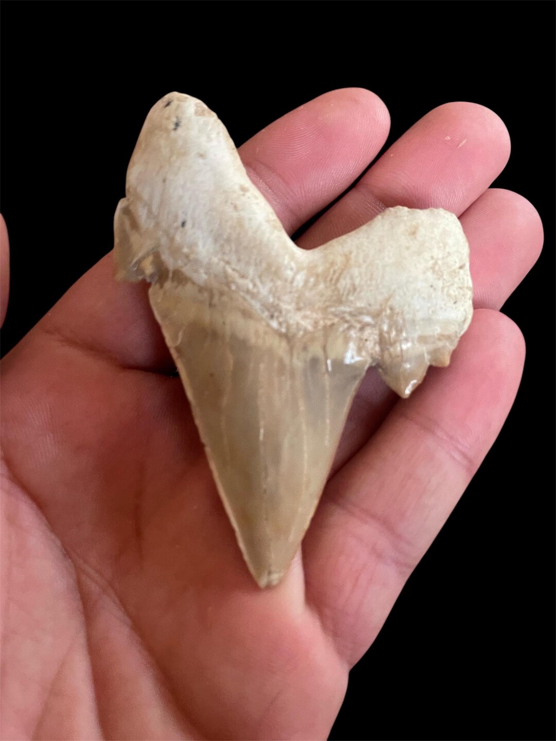 Huge Otodus 5 Piece of Shark Tooth Fossil: Paleocene-eocene Era (buy 2 ...