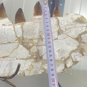 Authentic Fossilized Mosasaur Jaw With Teeth A Prehistoric Masterpiece ...