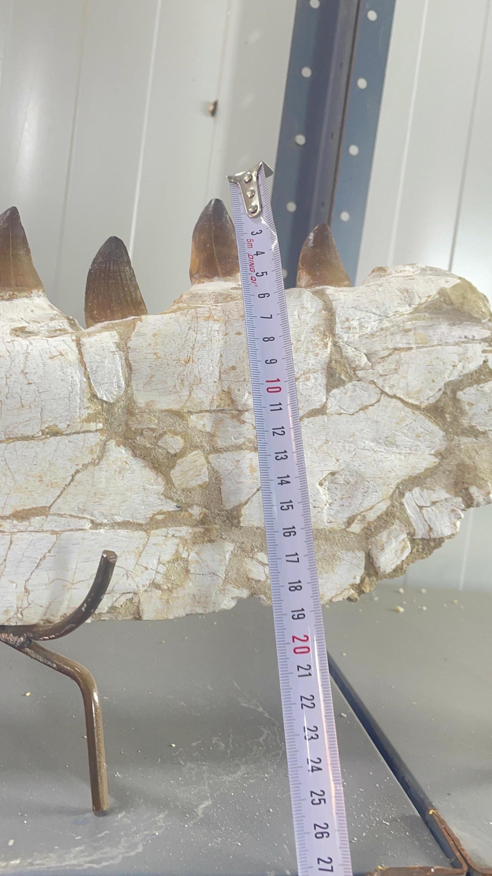 Authentic Fossilized Mosasaur Jaw With Teeth A Prehistoric Masterpiece ...