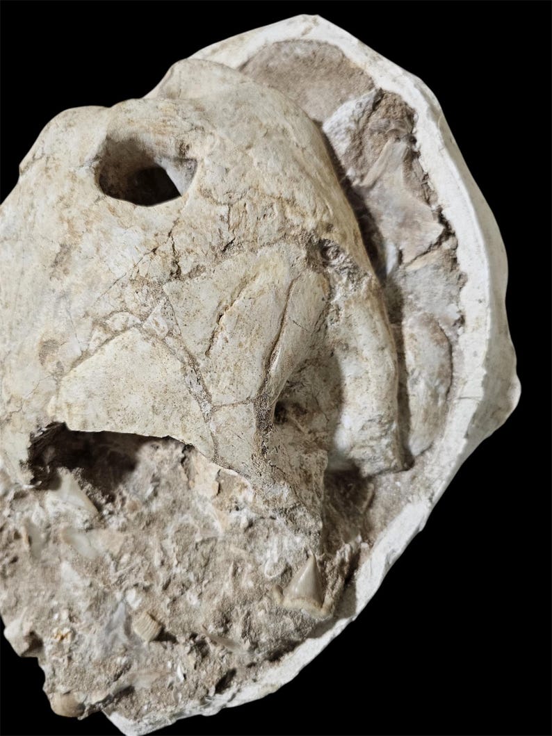 Rare Fossilized Turtle Natural Specimen – Authentic Prehistoric ...