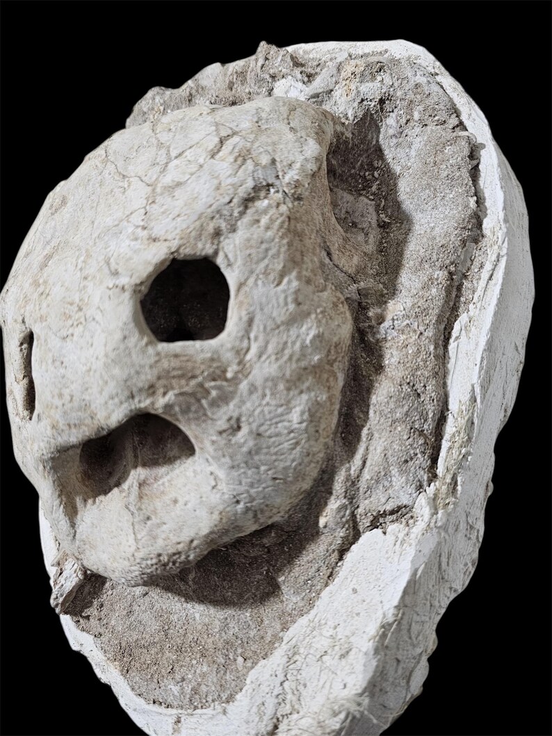 Rare Fossilized Turtle Natural Specimen – Authentic Prehistoric ...