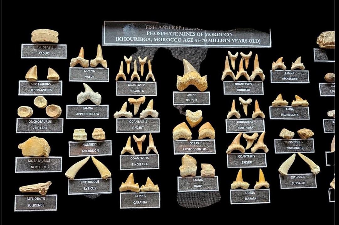 Prehistoric Predator Showcase: Fossil Teeth From the Ancient Oceans ...