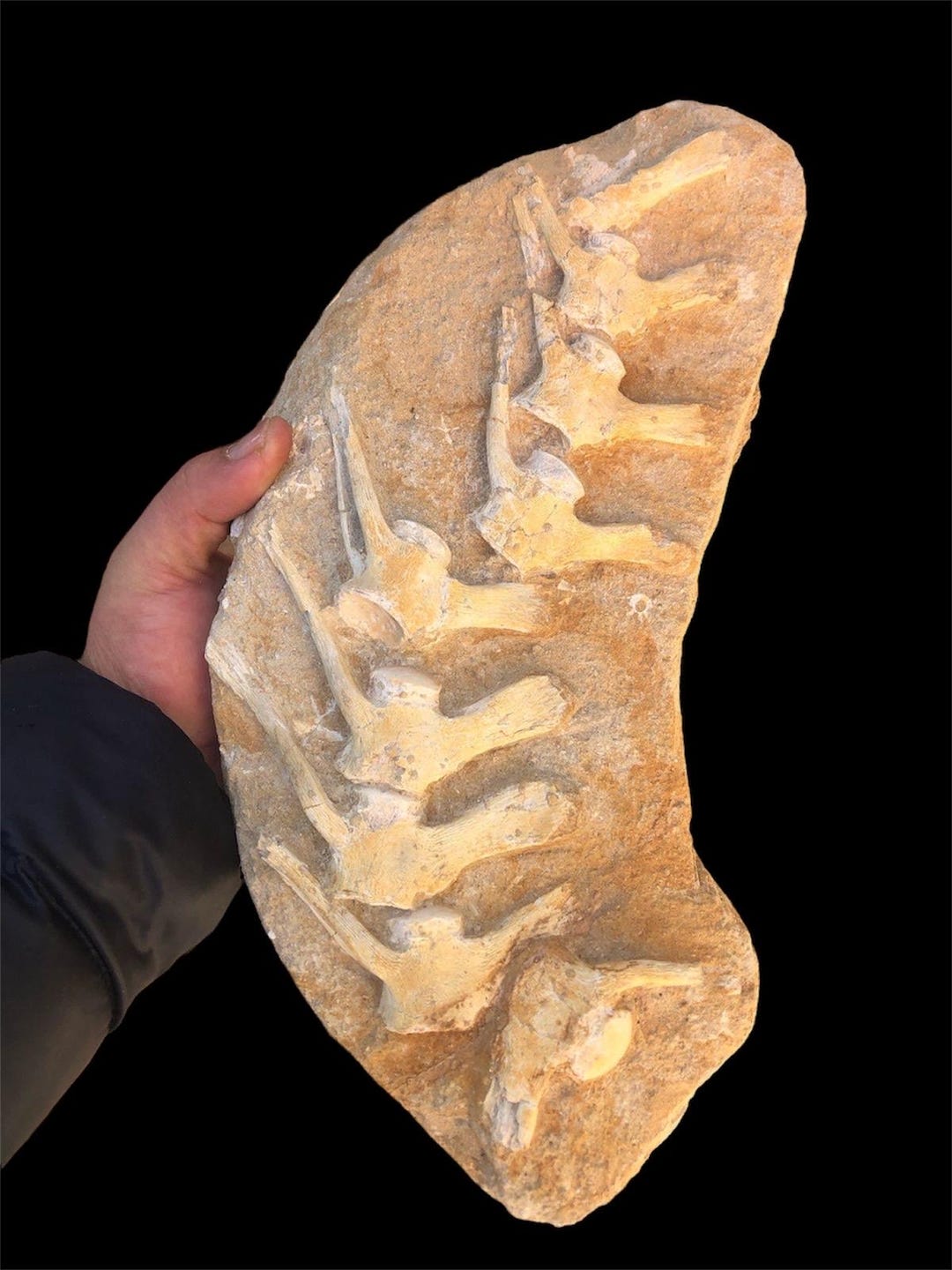 Rare Mosasaur Tail Fossil – A One-of-a-kind Prehistoric Rarity - Etsy