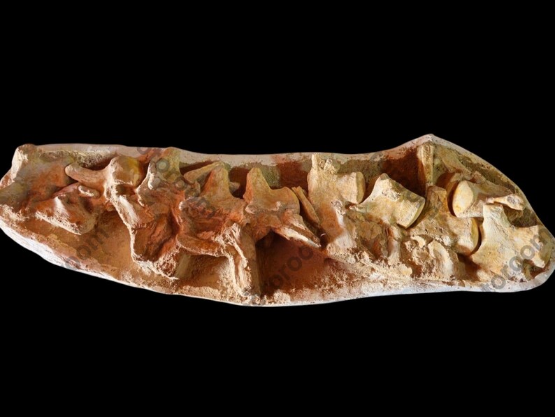 Fossilized Mosasaur Vertebrae Display Piece – 70 Million Rare ...
