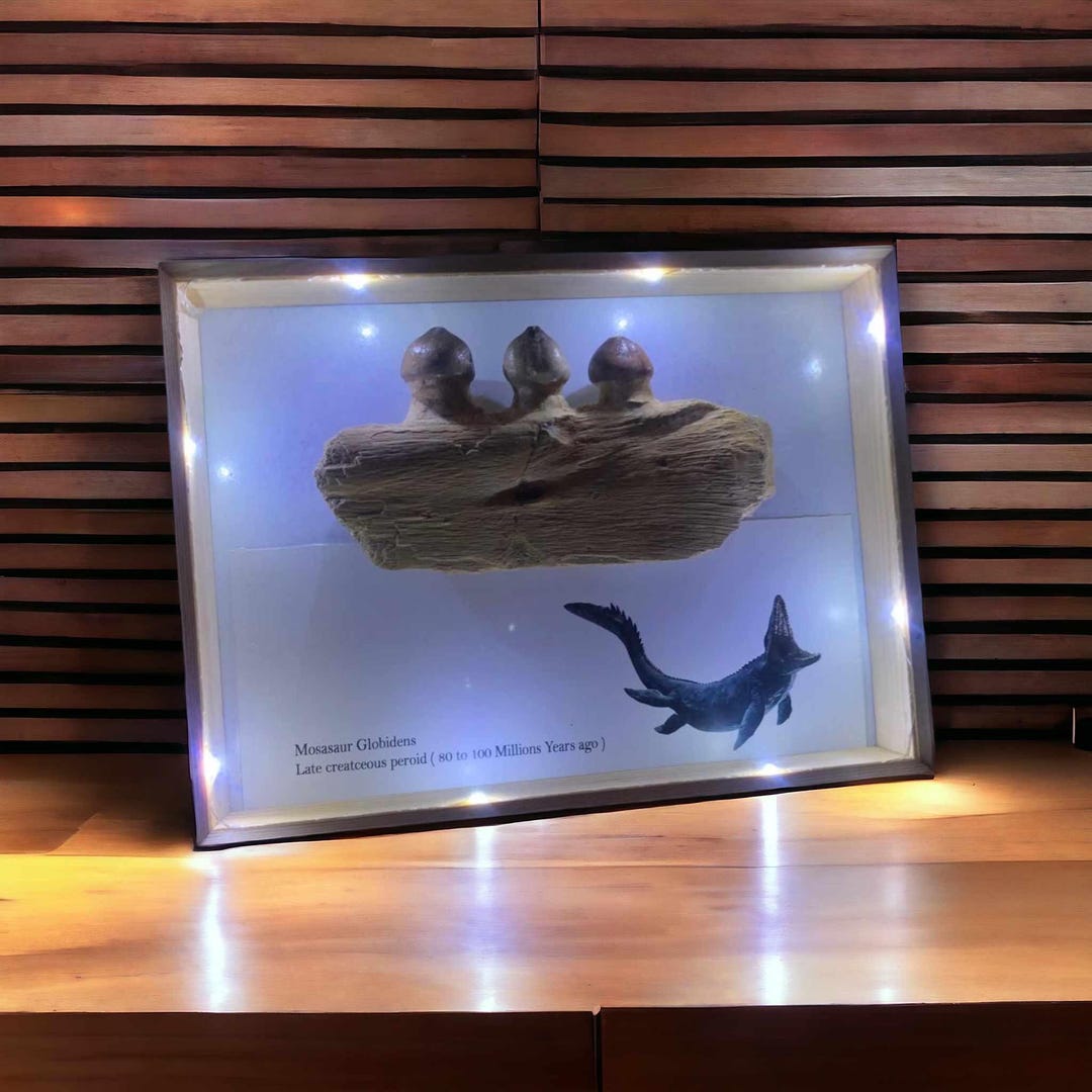 Authentic Mosasaur Globidens Jaw Fossil in Elegant Display Frame – 100% ...