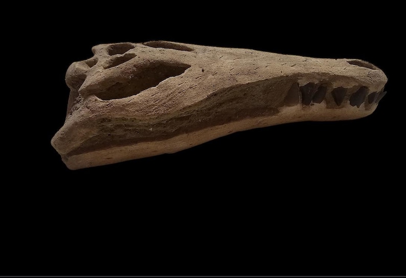 Magnificent Fossilized Crocodile Skull Handmaded Legendary. - Etsy