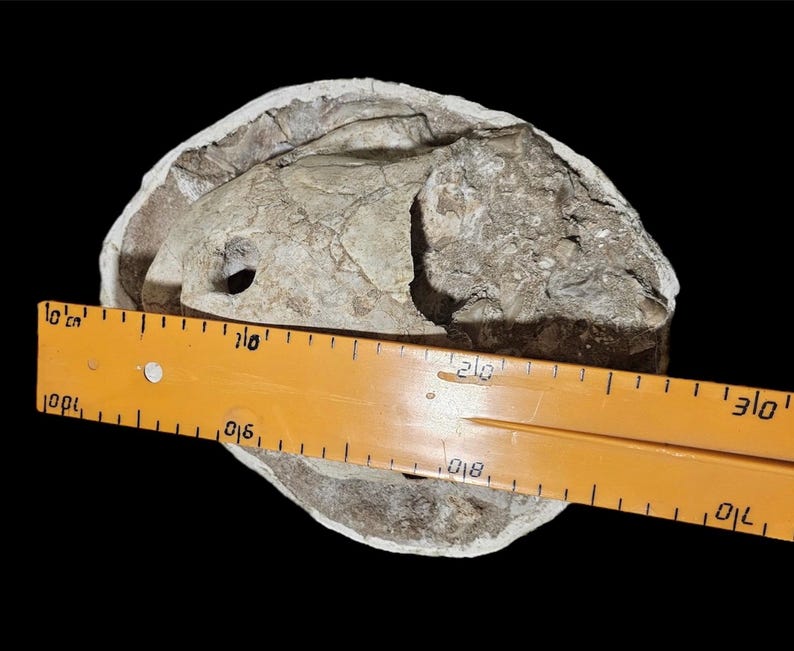 Rare Fossilized Turtle Natural Specimen – Authentic Prehistoric ...