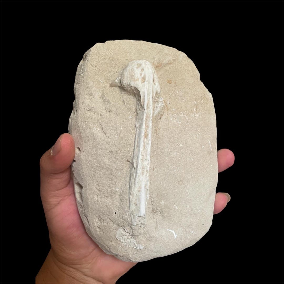 Mosasaur Nose Fossil in Natural Matrix - Morocco Fossils , Sidi ...