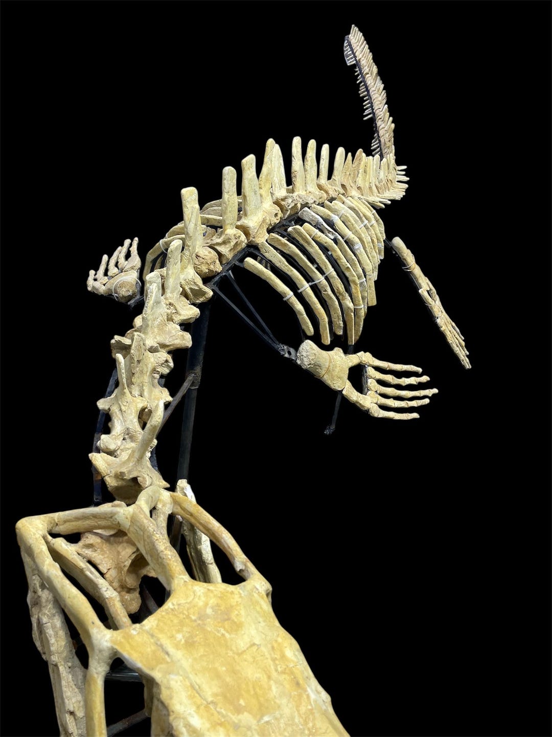 Rare 3M (118”) Natural Mosasaur Skeleton From Morocco – A One-of-a-kind ...