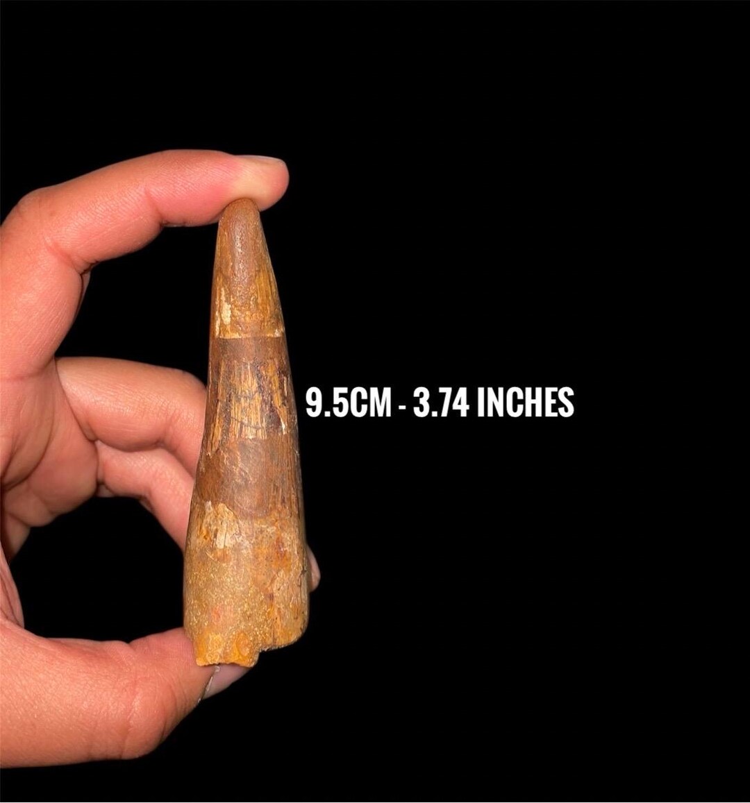 Spinosaurus Tooth Fossil: Rare Cretaceous Dinosaur Relic From Kem Kem ...