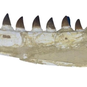 Authentic Fossilized Mosasaur Jaw With Teeth A Prehistoric Masterpiece ...