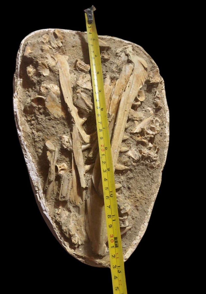 Rare 13-inch Enchodus Libycus Fossil Fish Skull – Cretaceous Era - Etsy