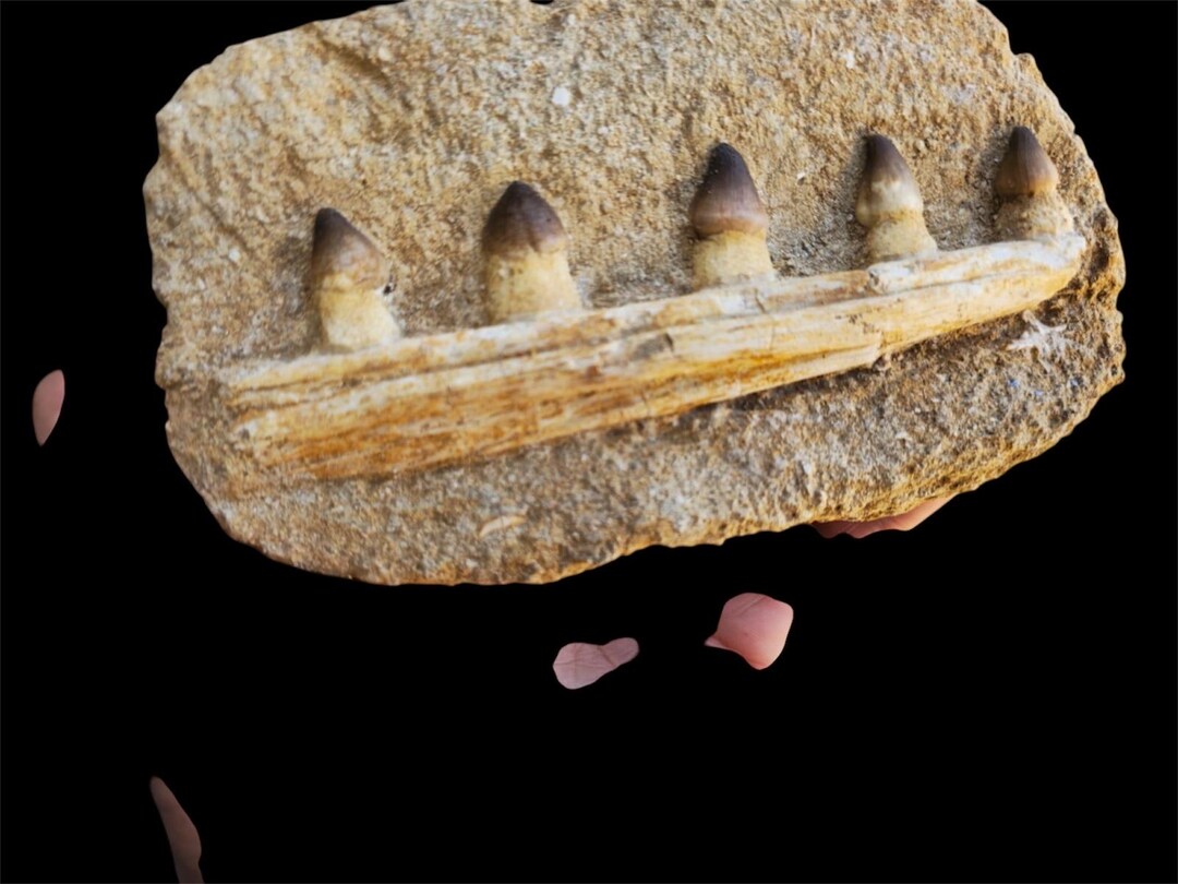 Authentic Globidens Jaw Fossil With Teeth – Rare Marine Reptile ...