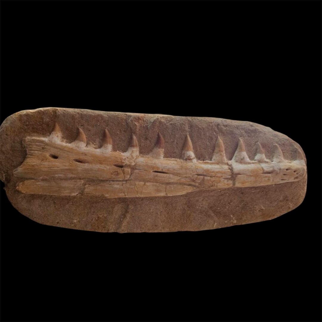 Ancient Predator’s Bite: Pristine Mosasaur Jaw From Morocco” - Etsy