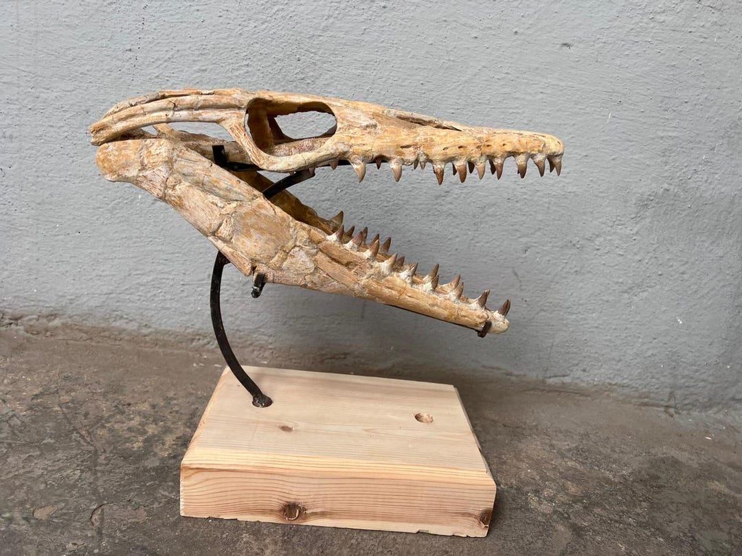 Mosasaur Skull Fossil - With FREE DISPLAY Holder Stunning Prehistoric ...
