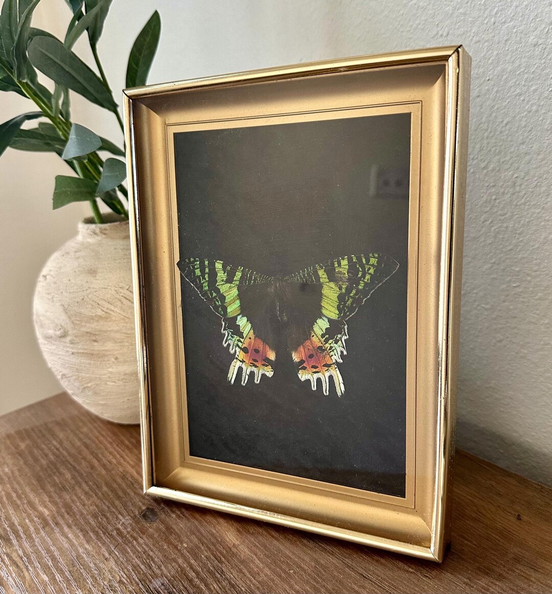 Vintage 1970s Brass Gold Frame With Sunset Moth - Etsy