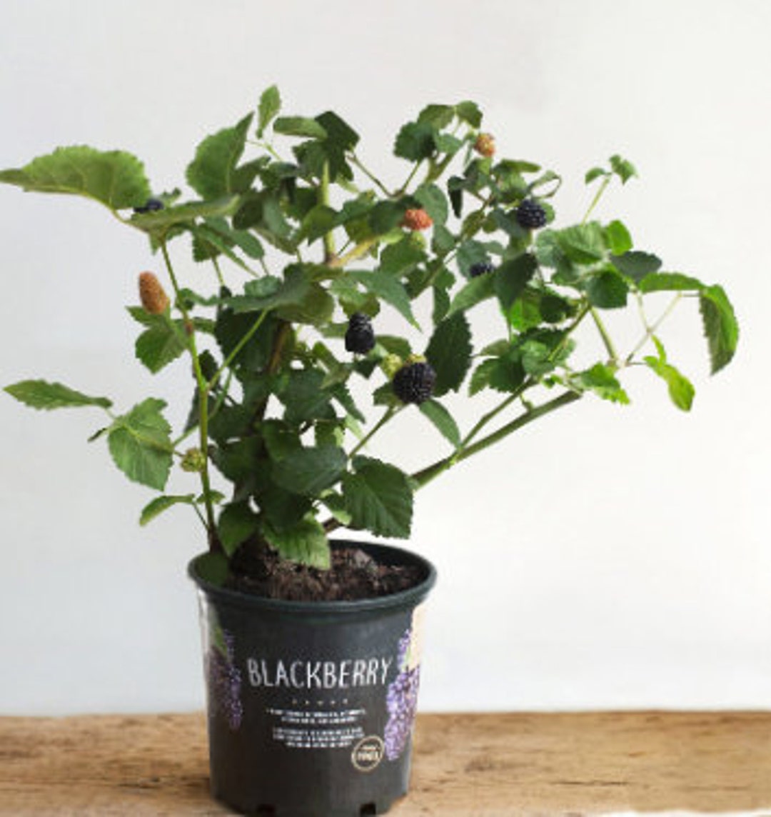Large Navaho Blackberry Plant (rubus Fruticosus) - 20 Inches Tall - Etsy