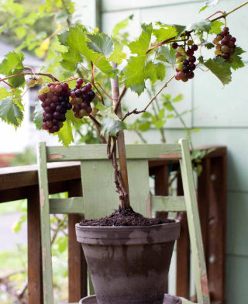 Large Grape Vine (catawba ) - 20 Inches Tall - Etsy