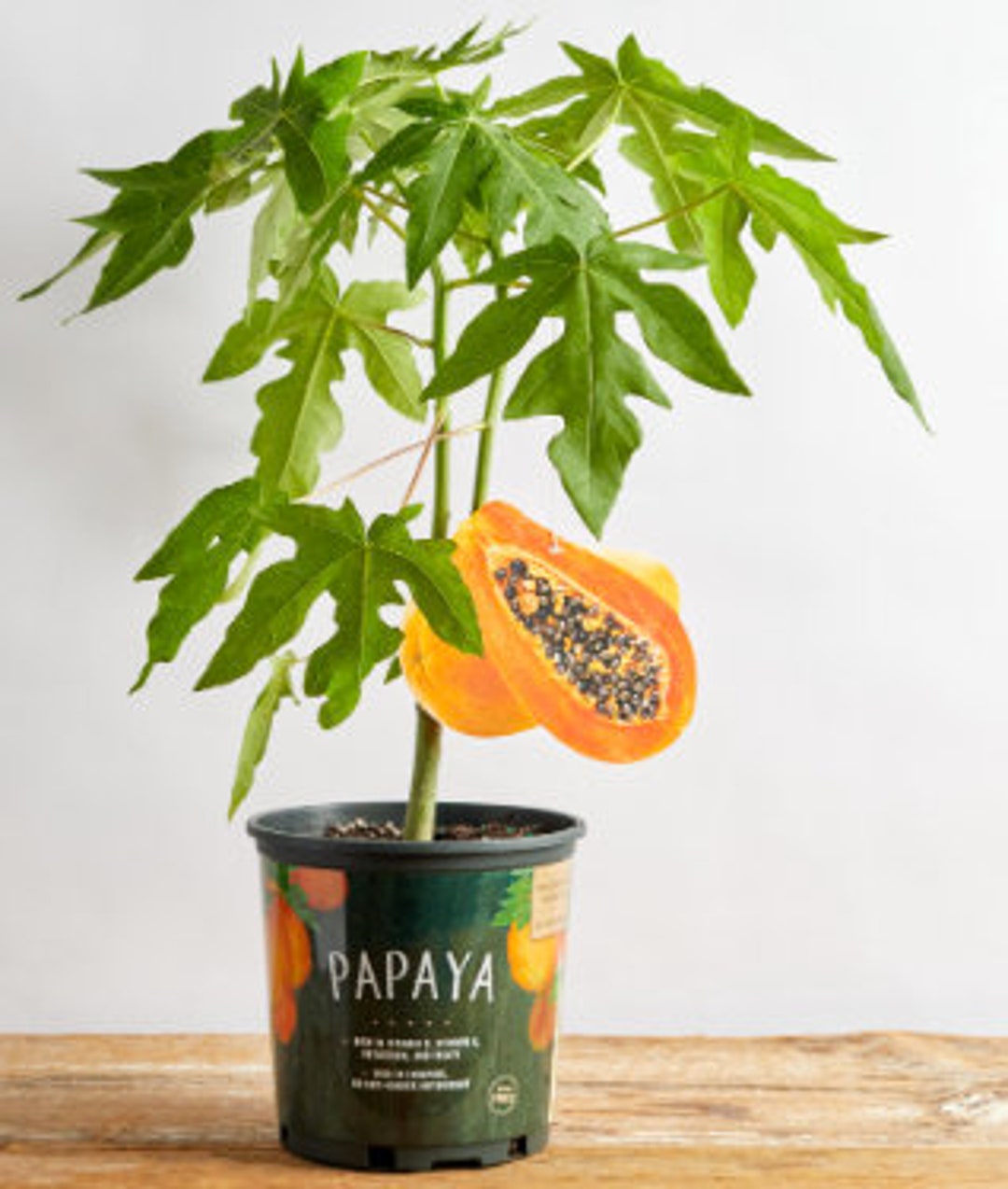 Large Red Lady Papaya Plant (carica Papaya) - 20 Inches Tall - Etsy