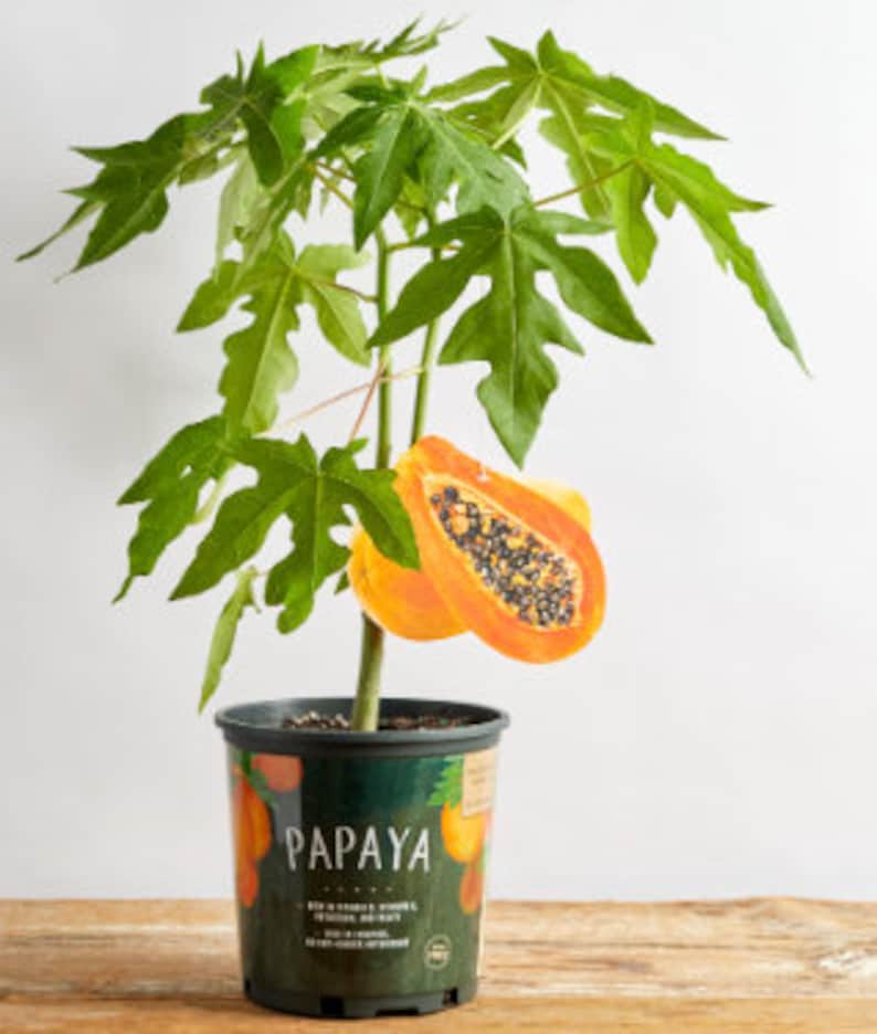 Large Red Lady Papaya Plant (carica Papaya) - 20 Inches Tall - Etsy