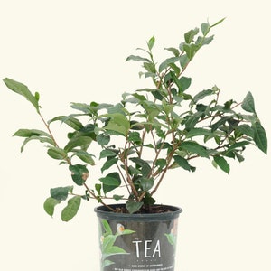 Large Tea Plant (camellia Sinensis) - 20 Inches Tall - Etsy