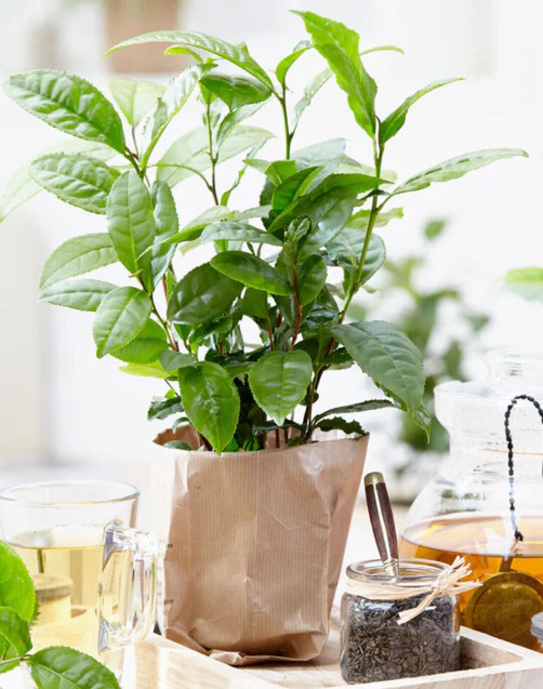 Large Tea Plant (camellia Sinensis) - 20 Inches Tall - Etsy