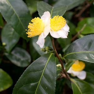 Large Tea Plant (camellia Sinensis) - 20 Inches Tall - Etsy