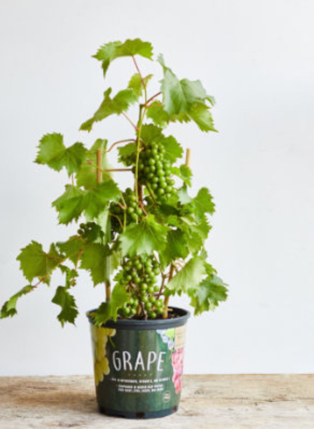 Grape Vine White Plant 'Phoenix' Fruit Plant High Yielding Vitis Grapes ...