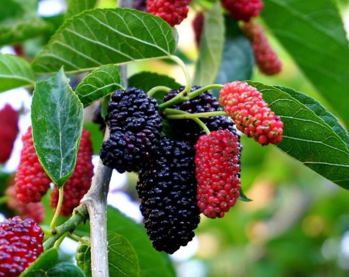 Large Mulberry Tree morus Spp. - Etsy