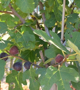 Large Fig Tree (ficus Carica) - 20 Inches Tall - Etsy