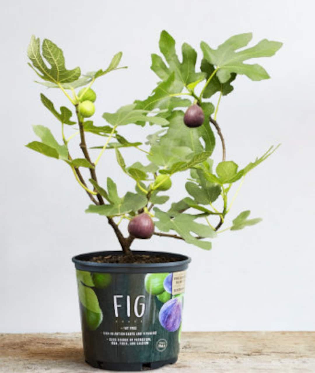 Large Fig Tree (ficus Carica) - 20 Inches Tall - Etsy