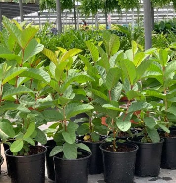 Large Tropical Pink Guava Tree (psidium Guajava) - 20 Inches Tall - Etsy