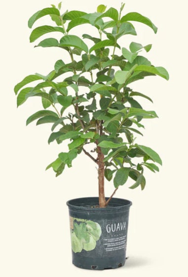 Large Tropical Pink Guava Tree (psidium Guajava) - 20 Inches Tall - Etsy